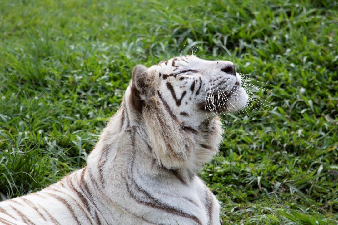 Zoo SP cria programação inédita para férias de janeiro - www.qtemprahj ...